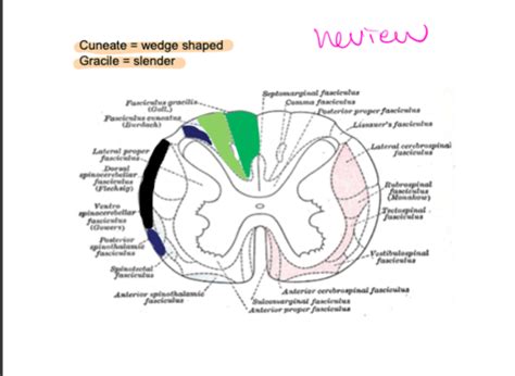 Ascending Neural Pathways Flashcards Quizlet