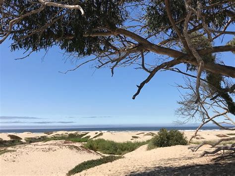 Monarch Butterfly Grove Pismo Beach 2020 All You Need To Know