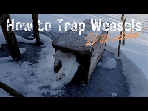 Beaver Trapping With Floats │ The Easy Way To Trap Beaver — Trapline Tips