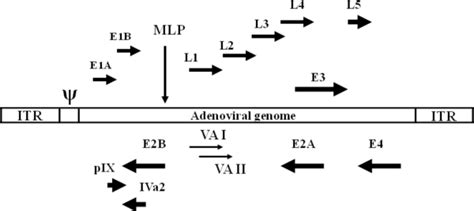 Transcription Map Of Human Adenovirus Serotype 5 The 100 Map Unit ∼36
