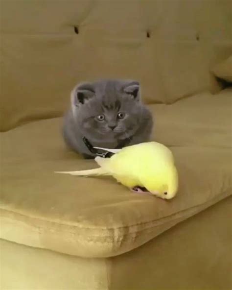 For The Panda Queen Scrolller