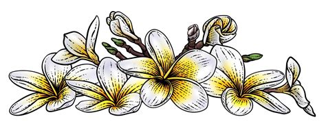 Bunga Jepun Bali Vector 57 Koleksi Gambar