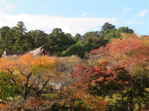 志波彦神社鹽竈神社境内の紅葉11月4日紫式部 哲風のBLOG