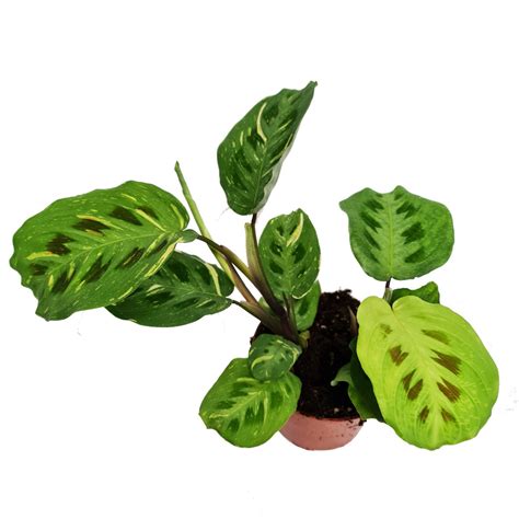 Variegated Prayer Plant Rabbits Foot Fiesta Hard To Find