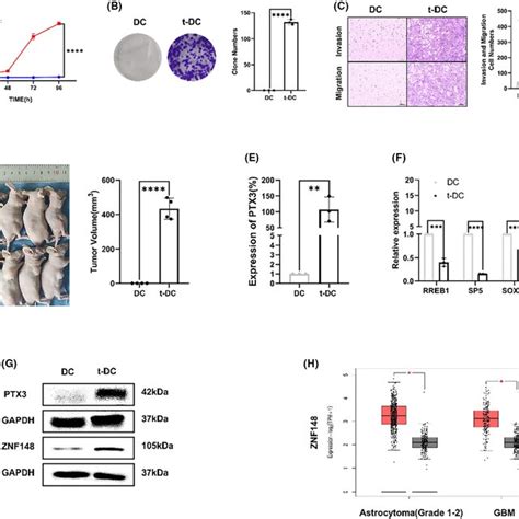 Analysis Of The Proliferation And Invasion Of T‐dcs A B Analysis Of Download Scientific