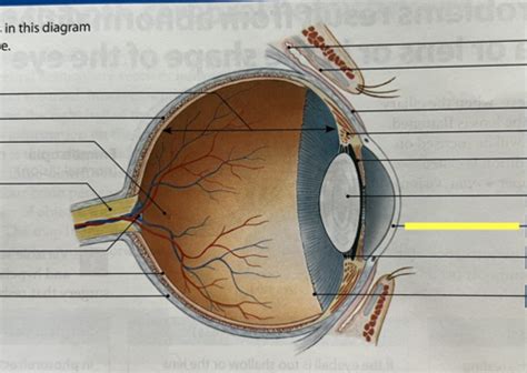 Special Senses Lab Quiz Flashcards Quizlet
