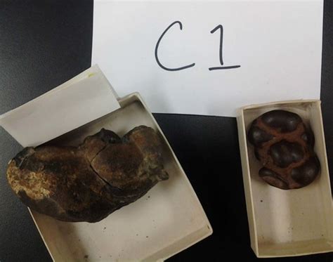 Fossilization Flashcards Quizlet