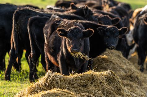 Anthrax Do We Still Need To Worry Veterinary Practice