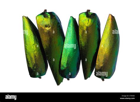 Jewel Beetle Wings Elytra Also Known As Metallic Wood Boring Beetles Fam Buprestoidea The