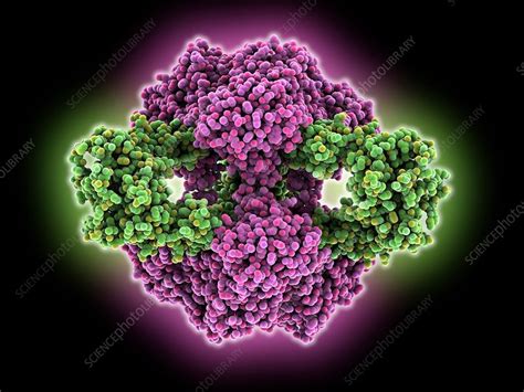 Aspartate Transcarbamylase Complex Molecular Model Stock Image C038 3409 Science Photo