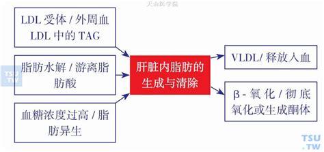 附图 脂肪超载综合征 肿瘤恶液质 天山医学院