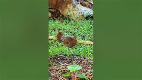 Sri Lankan Spurfowl Galloperdix Bicalcarata හබන් කුකුලා Youtube