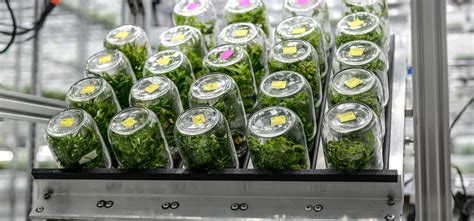 What Is Subculturing In Tissue Culture With Tips And Insights Plant