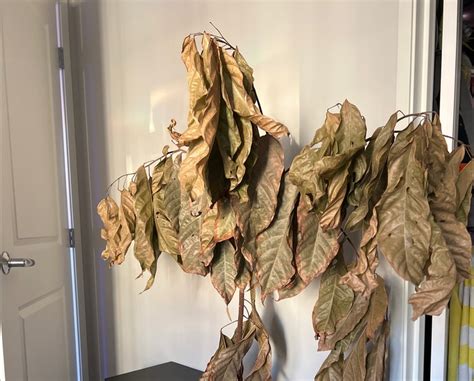 Cacao Tree Fertilizer How And When To Use It