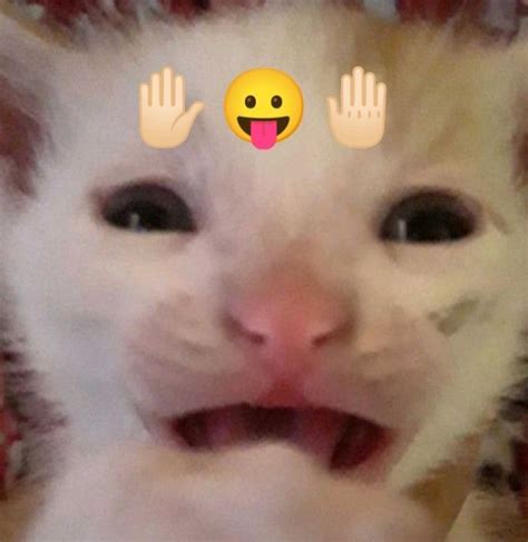 Funny Cat Pictures Funny Cats Funny Couple Pictures Funny Clips Funny