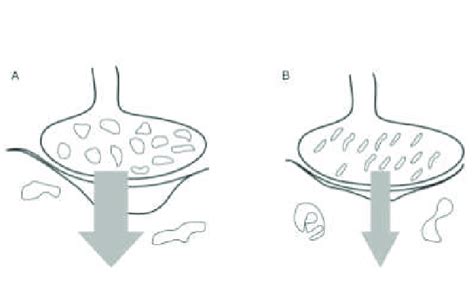 Morphological Synapses Type A And Type B In Excitatory Synapse Type Download Scientific