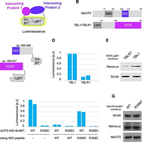 Nanoluc Based Protein Complementation Assay For Mecp2 Tbl1 Binding A