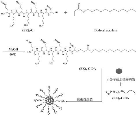 一种基于含巯基的两性离子多肽修饰的可降解两亲性分子、纳米胶束及其制备方法