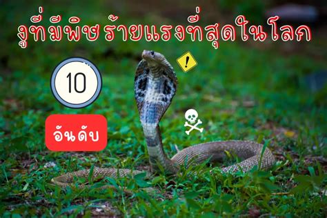10 อันดับงูที่มีพิษร้ายแรงที่สุดในโลก มีอะไรบ้าง และการปฐมพยาบาล
