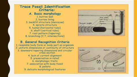 Ichnology Classification And Significance Of Trace Fossil Ppt