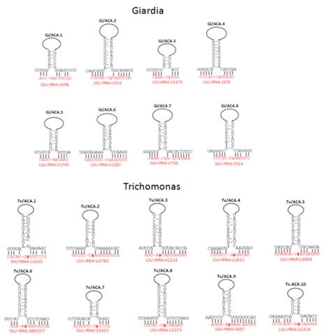 Snorna Rrna Binding Structures Of The New H Aca Box Snornas The New Download Scientific