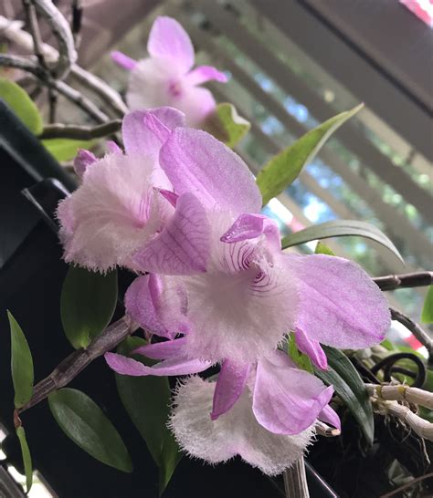 Dendrobium Aphyllum Houston Orchid Society Conservation Preservation Education