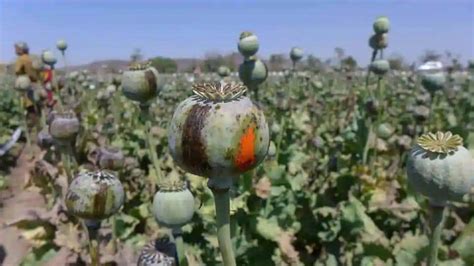 Opium Seeds Worth Over Rs 1 Crore Seized In Nagaland 4 Arrested