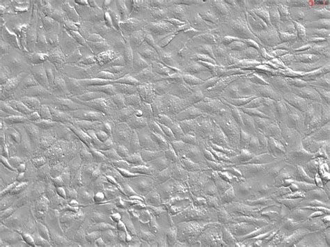 M4100 Sc Mouse Renal Proximal Tubular Epithelial Cells From Cd1