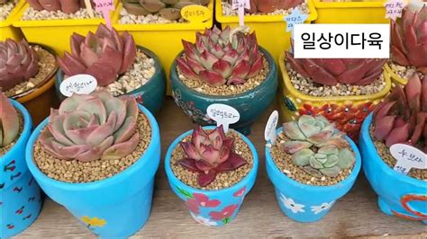 내가만든 화분에 내가 배합한흙으로 내다육이는 내가심는다 Youtube