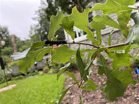 Caterpillars Native Plant Garden