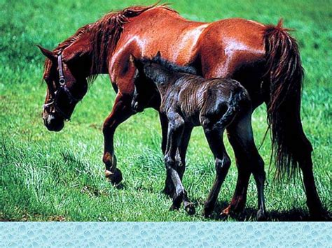 О чем плачут лошади? - презентация онлайн