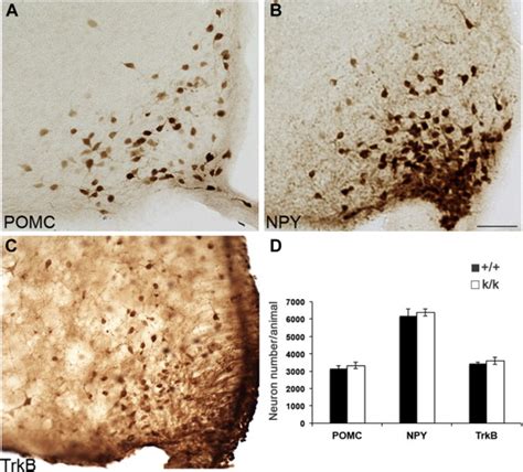 Neuronal Counts For Pomc Npy And Trkb Neurons In The Arh A