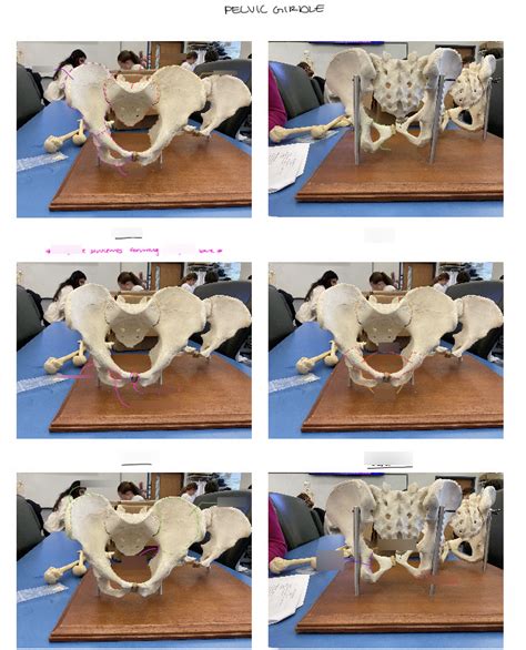 Pelvic Girdle Diagram Quizlet