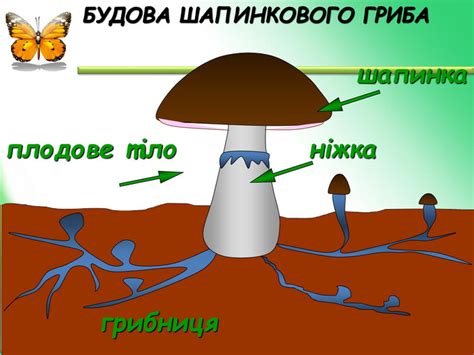 Мусіюк Юлія Олегівна вчитель географії 5 Клас Природознавство