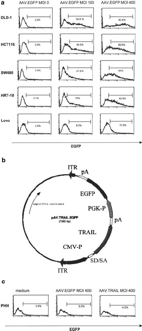 Egfp Expression In Human Colorectal Cancer Cells From A Recombinant Download Scientific Diagram