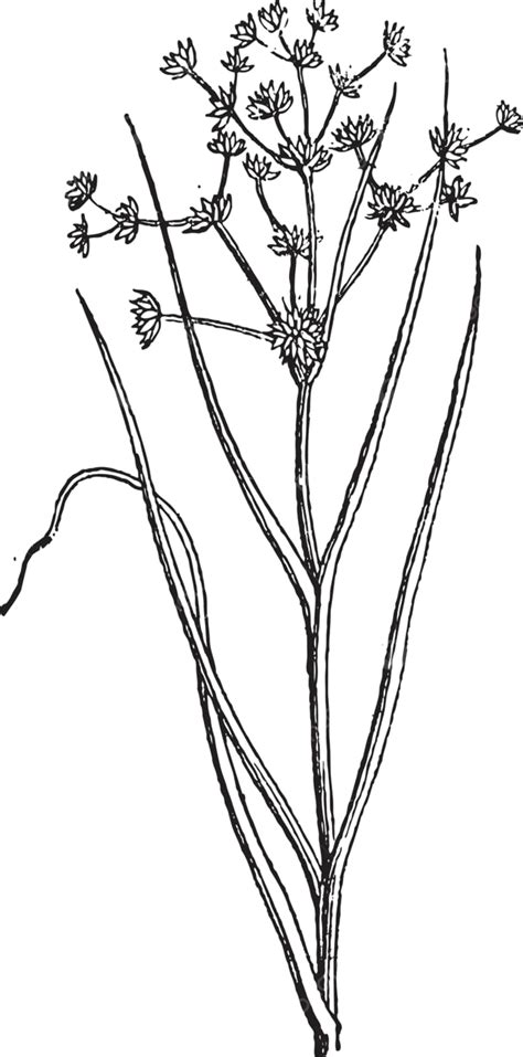 Juncus Acutiflorus Or Sharp Flowered Rushvintage Engraving Vector Picture Background Vector