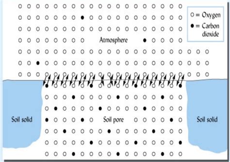 Basic Soil Science Exam Flashcards Quizlet