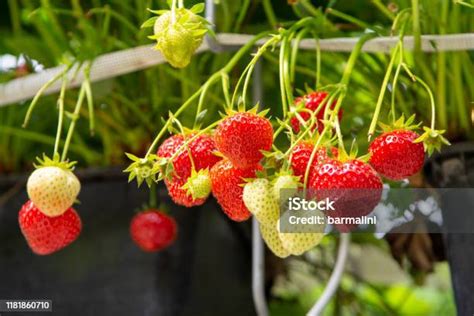 딸기 농장에서 자라는 신선하고 잘 익은 빨강과 익지 않은 녹색 딸기 0명에 대한 스톡 사진 및 기타 이미지 0명 계절 과수원 Istock