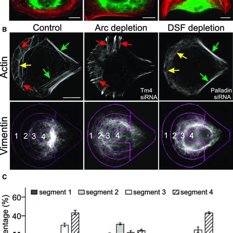 Transverse Arcs Regulate Subcellular Localization Of The Vimentin