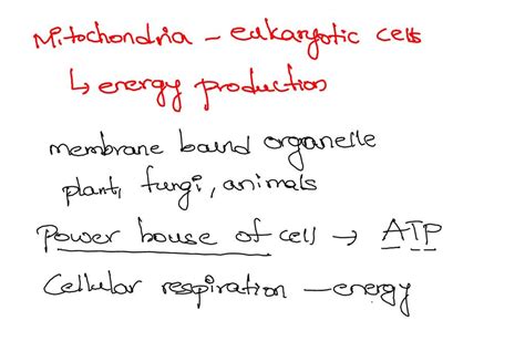 Solved Why Do Sperm Cells Contain So Many Mitochondria A Each Mitochondria Is Needed To Store