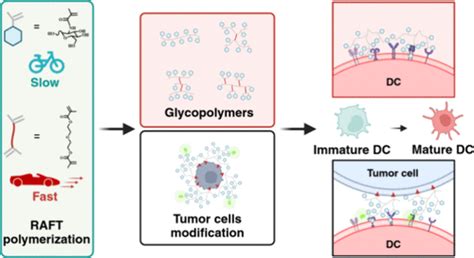 Customizable Glycopolymers As Adjuvants For Cancer Immunotherapy From Branching Degree