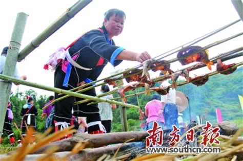 连南邀请您来徒手抓稻田鱼 稻田 连南 大坪 新浪新闻