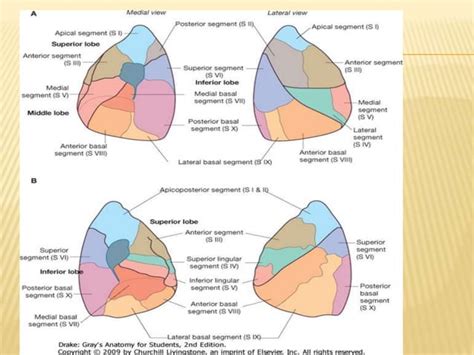 Lungs And Bronchopulmonary Segments Pptx