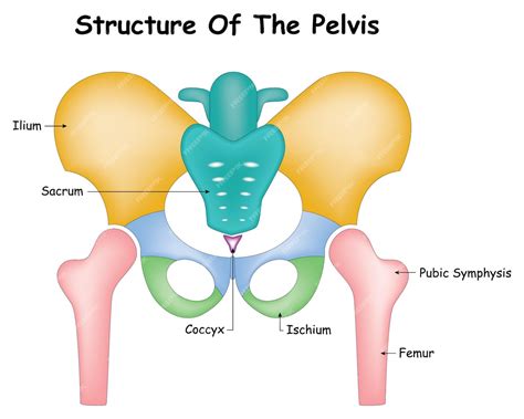 Premium Vector Structure Of The Pelvis Pubic Symphysis Femure Ischium Coccyx Sacrum Ilium