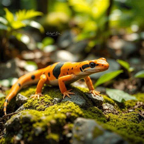 A Striking Salamander Nestled In Its Natural Habitat Illustrating The