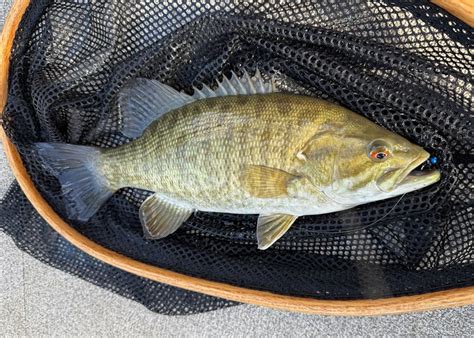 Catch More Bass On Weighted Flies Under An Indicator Midcurrent