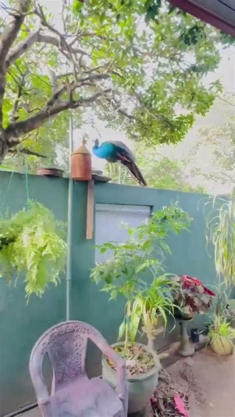 කුරුලු ලෑල්ලට ආවා අලුත් යාලුවා🥰🥰🥰 Youtube