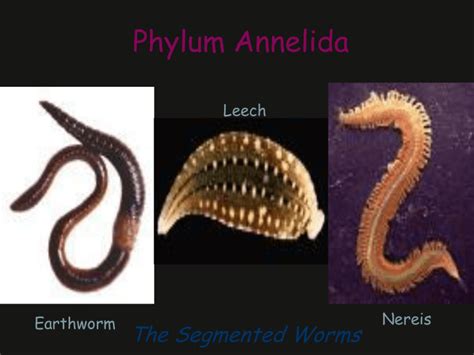 Phylum Annelida Segmented Worms Presentation