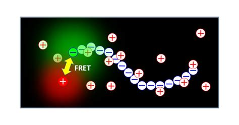 Counterion Binding Dynamics Of A Polyelectrolyte Macromolecules