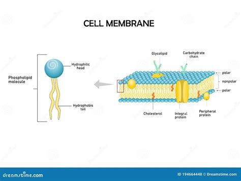 Structure Of Cell Membrane In Plant Cell At Ruth Wilfred Blog